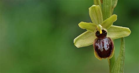 Early Spider Orchid Ophrys Sphenodes