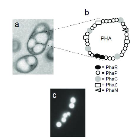 A Transmission Electron Micrograph Of R Eutropha H16 Cells