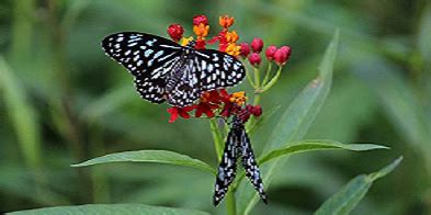 Github Sadikasadhi Imageprocessing