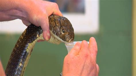 King Cobra Venom