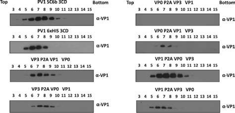 Gradient Purification Of Protease Dependent And Protease Free Pv 1 Sc6b Download Scientific