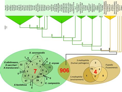 Comparative Genomics Of The 69 Selected Strains Venn Diagrams Download Scientific Diagram