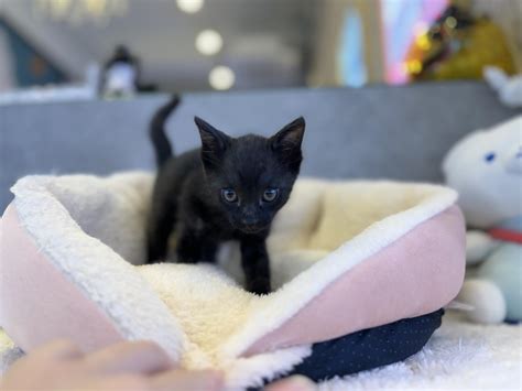 코리안숏헤어 콜라 비숑프리제무료입양사이트 포메라니안무료입양사이트 말티즈무료입양사이트 말티푸무료입양사이트 푸들무료입양사이트 먼치킨무료입양사이트 랙돌무료입양사이트 브리티쉬숏헤어