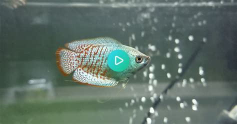 A Pimp Named Slickback  On Imgur