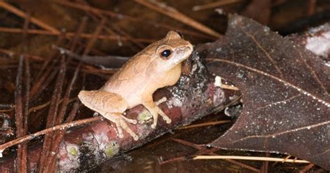 Frog Blog Spring Peeper In Texas Finallypseudacris Crucifer