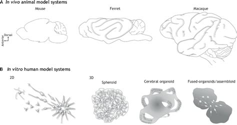 Table 1 From Neuronal Migration In The Cns During Development And