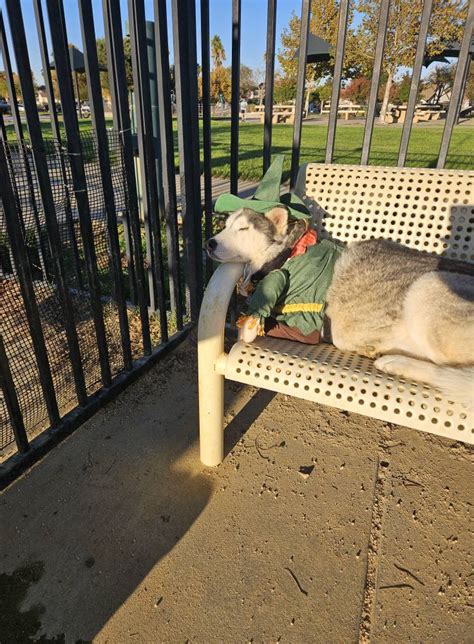 Lawler Ranch Dog Park