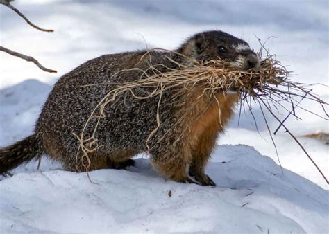 25 Animals That Hibernate In Winter Mammals Insects Amphibians 25 Animals That Hibernate In Winter Mammals Insects Amphibians