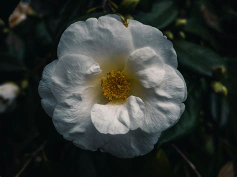 고요한 고요함 관상용 식물 꽃 꽃무늬 꽃잎 노란 수술 녹지 대조 동백 나무 매크로 봄 부드러운 빛 섬세한 꽃잎 성장 셀렉티브 포커스 순수