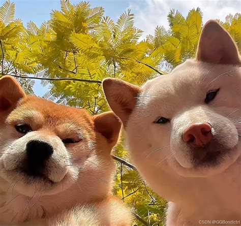 【javaee初阶】深入理解不同锁的意义，synchronized的加锁过程理解以及cas的原子性实现（面试经典题）；加锁对cpu资源 Csdn博客