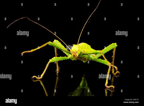 Giant Jungle Nymph Female Heteropteryx Dilatata Also Known As Malaysian Stick Insect Or