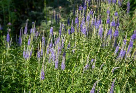 Veronica Plant Leaf At Deborah White Blog