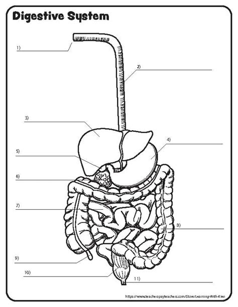 Digestive System Blank And Labeled Diagram By Learning With Kiwi