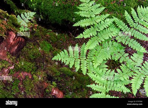 Ferns And Moss Hi Res Stock Photography And Images Alamy