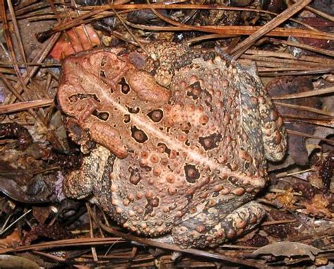 Medulla Oblongata Brown Toad 6am