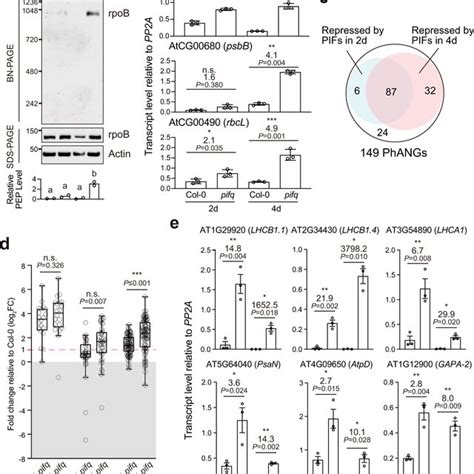 Ectopic Expression Of Lhcbs Does Not Activate The Pep A Immunoblots