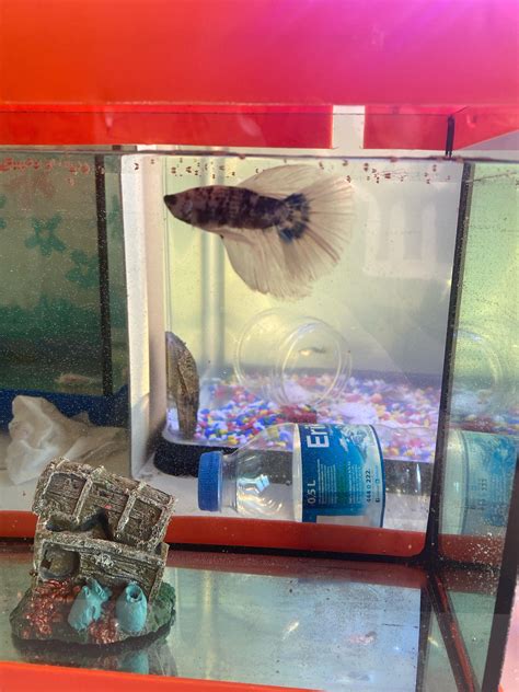 What Gender Is It Rparrots