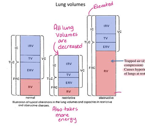 Lung Mechanics Flashcards Quizlet