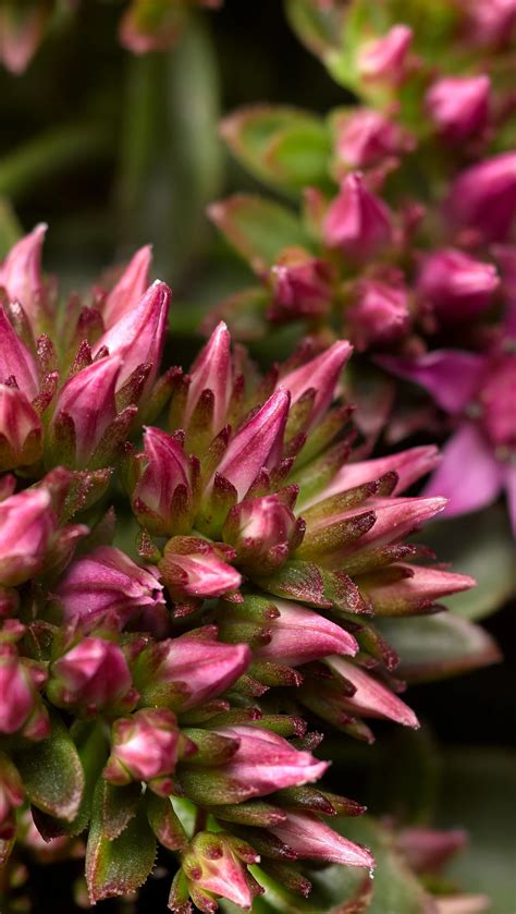 Spot On™ Pink Stonecrop Sedum Spurium Pink Monrovia Plant