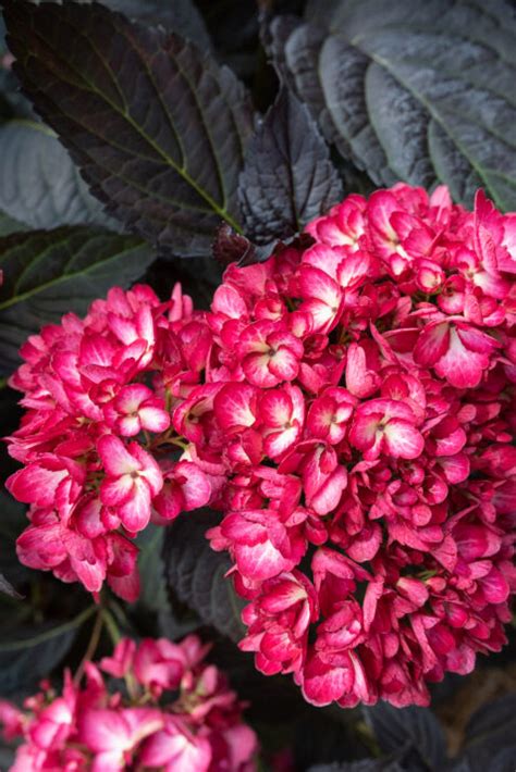 Eclipse® Bigleaf Hydrangea First Editions