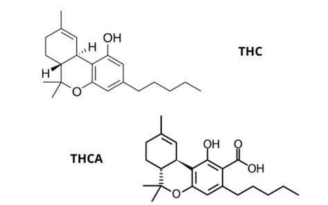 What Is The Difference Between THC And THCA Grow Barato Blog