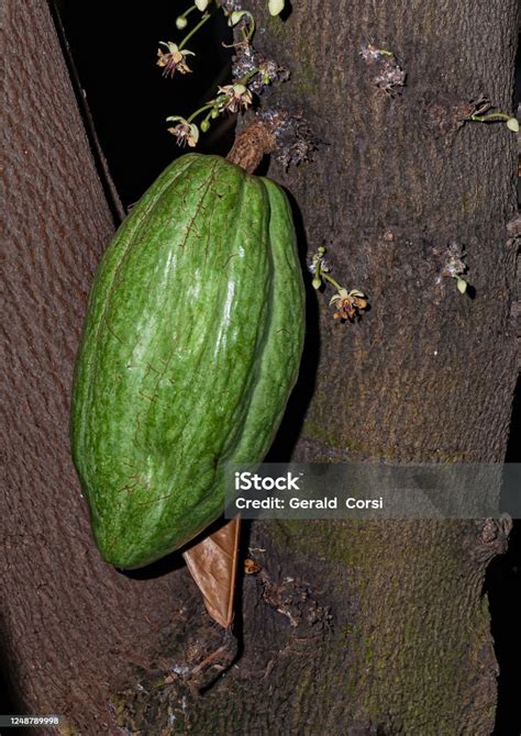 테오로마 카카오는 카카오 나무와 코코아 나무로 미주 지역의 깊은 열대 지역이 원산지인 말바쉐아 가족의 작은 상록나무입니다 그 씨앗은 코코아 파우더와 초콜릿을 만드는 데 사용