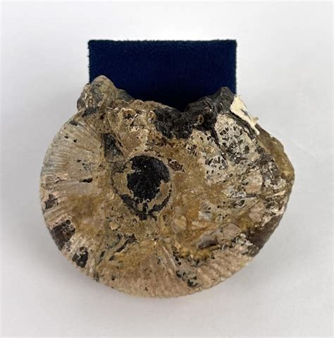 Fossil Ammonite