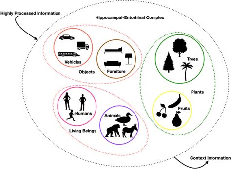 Conceptual Cognitive Maps Formation With Neural Successor Networks And Word Embeddings Paper