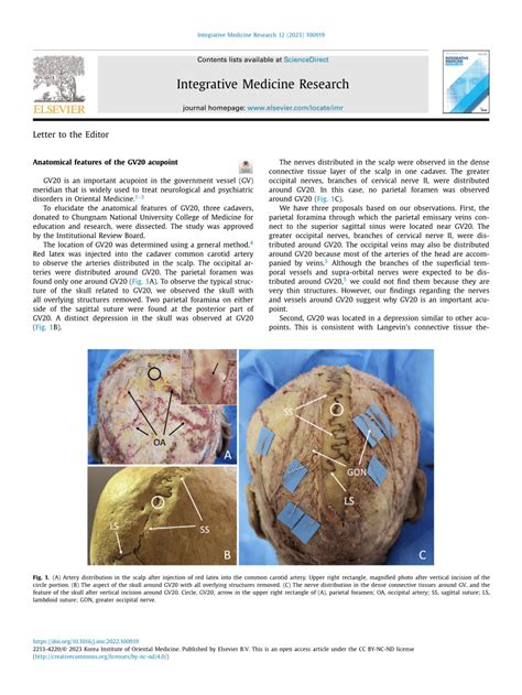 Pdf Anatomical Features Of The Gv20 Acupoint