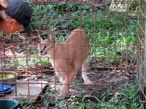 Big Daddy Dave Big Cat Rescue Tampa Florida