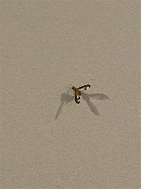 Minnesota Seasons Antlered Flutter Fly
