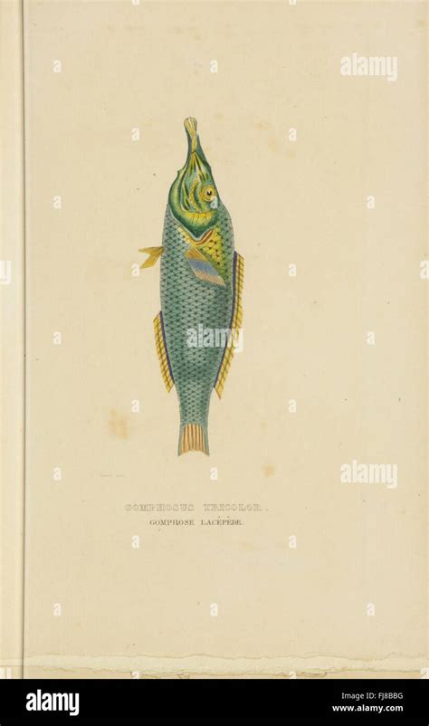 A Classical Dictionary Of Natural Sciences Offering Detailed