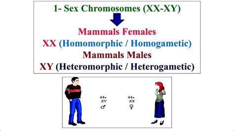 Sex Chromosome Determination In Mammals And Birds Youtube