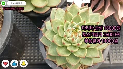 때보다육 다육이 이름 가격 알아보기 다육이할인 이벤트 진행중 다육식물 Succulent 多肉植物 Youtube
