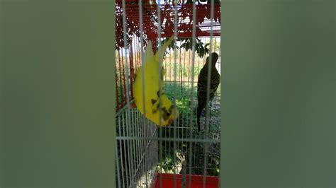 2 ვიდეო თუთიყურში Youtube