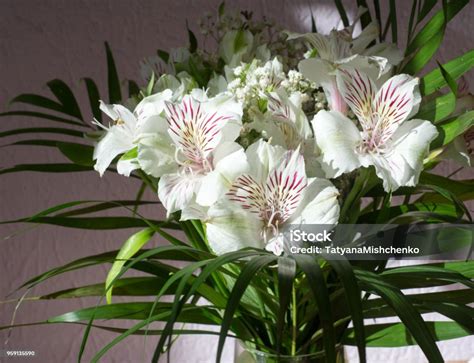 Alstroemeria 페루 백합 또는 잉카의 릴리 라는 Alstroemeriaceae 가족의 현 화 식물의 속은 이다 0명에 대한 스톡 사진 및 기타 이미지 Istock