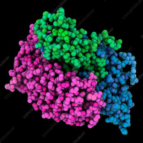 Follicle Stimulating Hormone Complex Stock Image C0358222 Science Photo Library