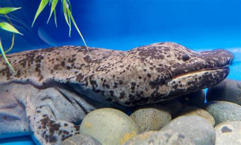 Chinese Giant Salamander Profile Reptile Craze