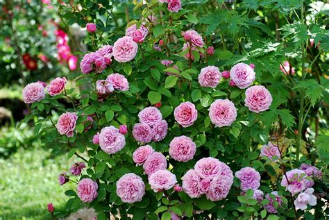 Роза Уильям Кристи Фото И Описание – Telegraph