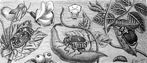 야생의 곤충의 그림 A 그라나트에 의해 이전 책 백과 사전에서 딱정벌레 Vol 3 S 피터스 버그 1896 0명에 대한 스톡 벡터 아트 및 기타 이미지 Istock