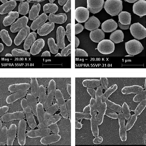 Pdf Isolation And Characterization Of Nonylphenol Degrading Bacteria