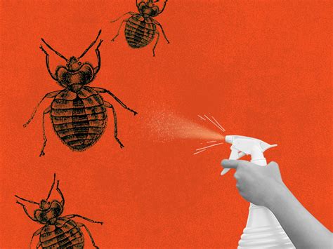 Getting Rid Of The Small Tiny Bugs In My House Online Women In Politics