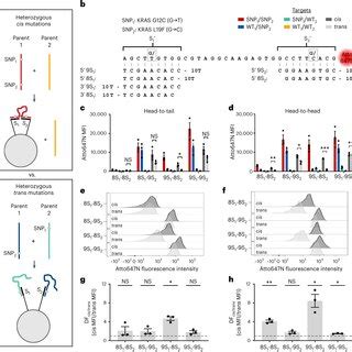 Detecting The Cis Trans Relationship Of Two Mutations Using Download Scientific Diagram