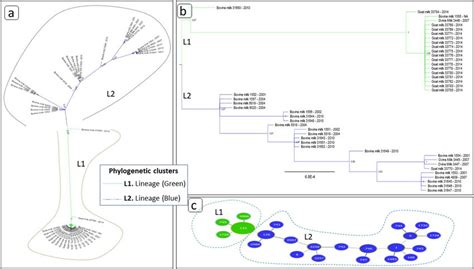 Multilocus Sequence Analysis Reveals Genetic Diversity In Staphylococcus Aureus Isolate Of Goat