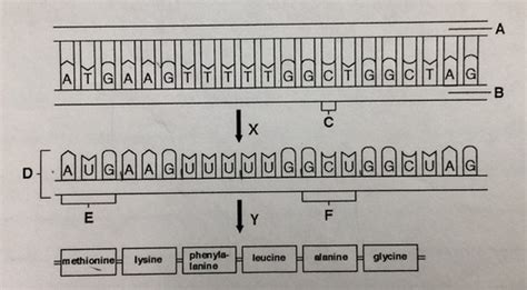 Exam For Dna Rna And Protein Flashcards Quizlet