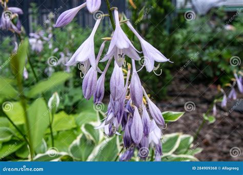 Purple Bells Blooming Hosta Garden Plant Hosta Green Leaves