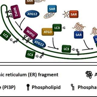 Overview Of The Autophagy Process In Human A Schematic