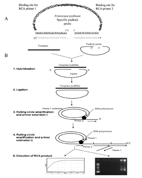 A Typical Design Of A Circularizable Padlock Probe As Exemplifi Ed By Download Scientific