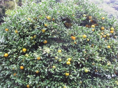 柚子が色づいてきました もといブログ
