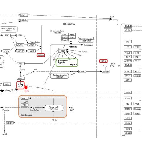 Schematic Representation Of The Hif1 Signalling Pathway In Green Are